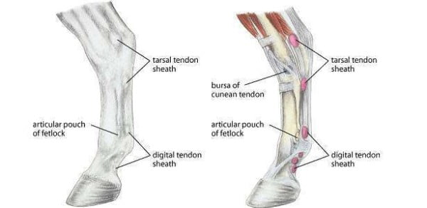 Equine Laser Therapy For Flexor Tendon Inflammation And Ligamentitis | Dimed Laser